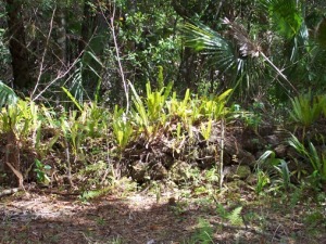 Deep Lake - Ghost Town